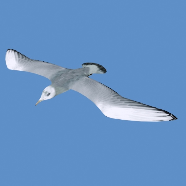 seagull animation 3ds