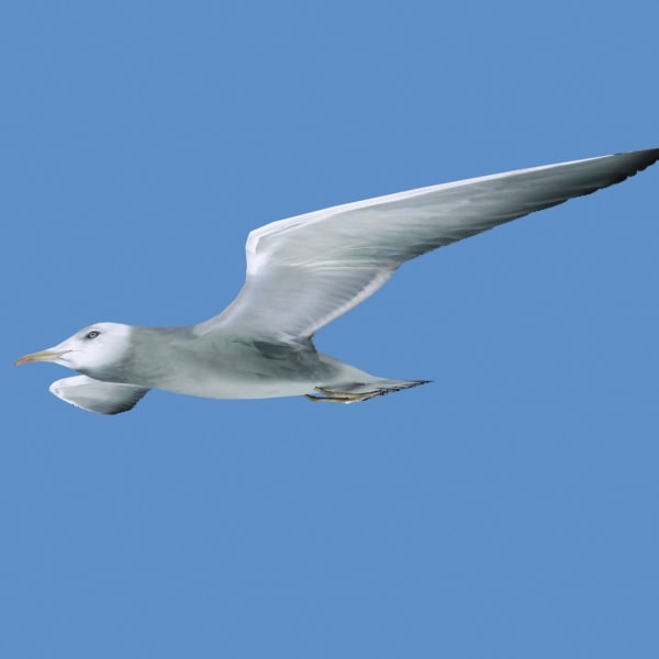 seagull animation 3ds