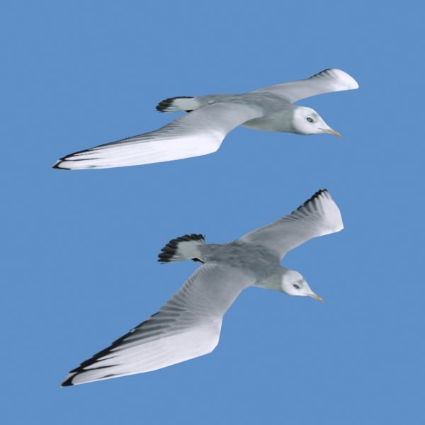 seagull animation 3ds