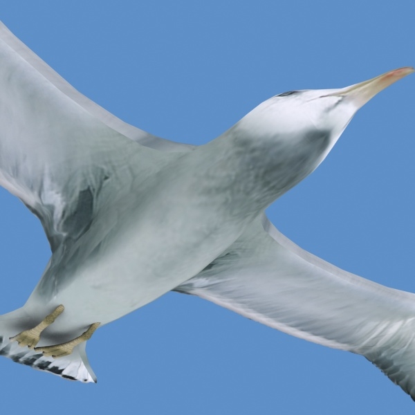seagull animation 3ds