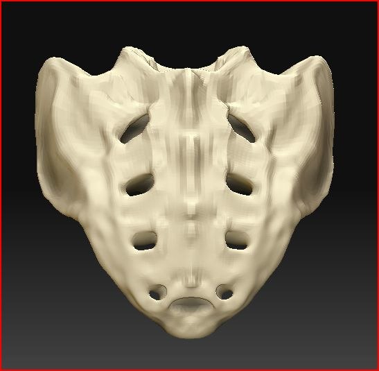 3d model sacrum