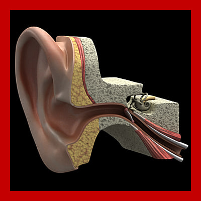 3d inner ear section model