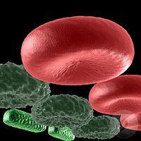 3d bacillus cell micro model