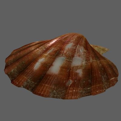 maya scallop shell
