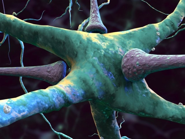 max neurons nerve cells