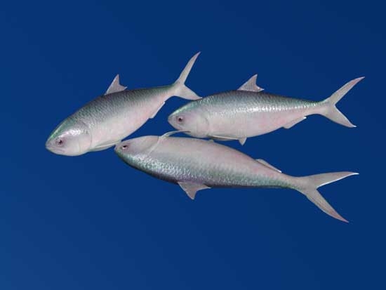 3dsmax hilsa fish