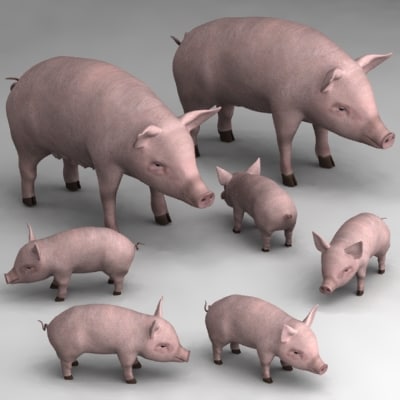 Pig OBJ Models for Download | TurboSquid