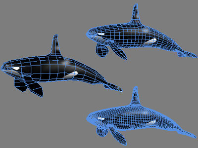 3d orca whale model
