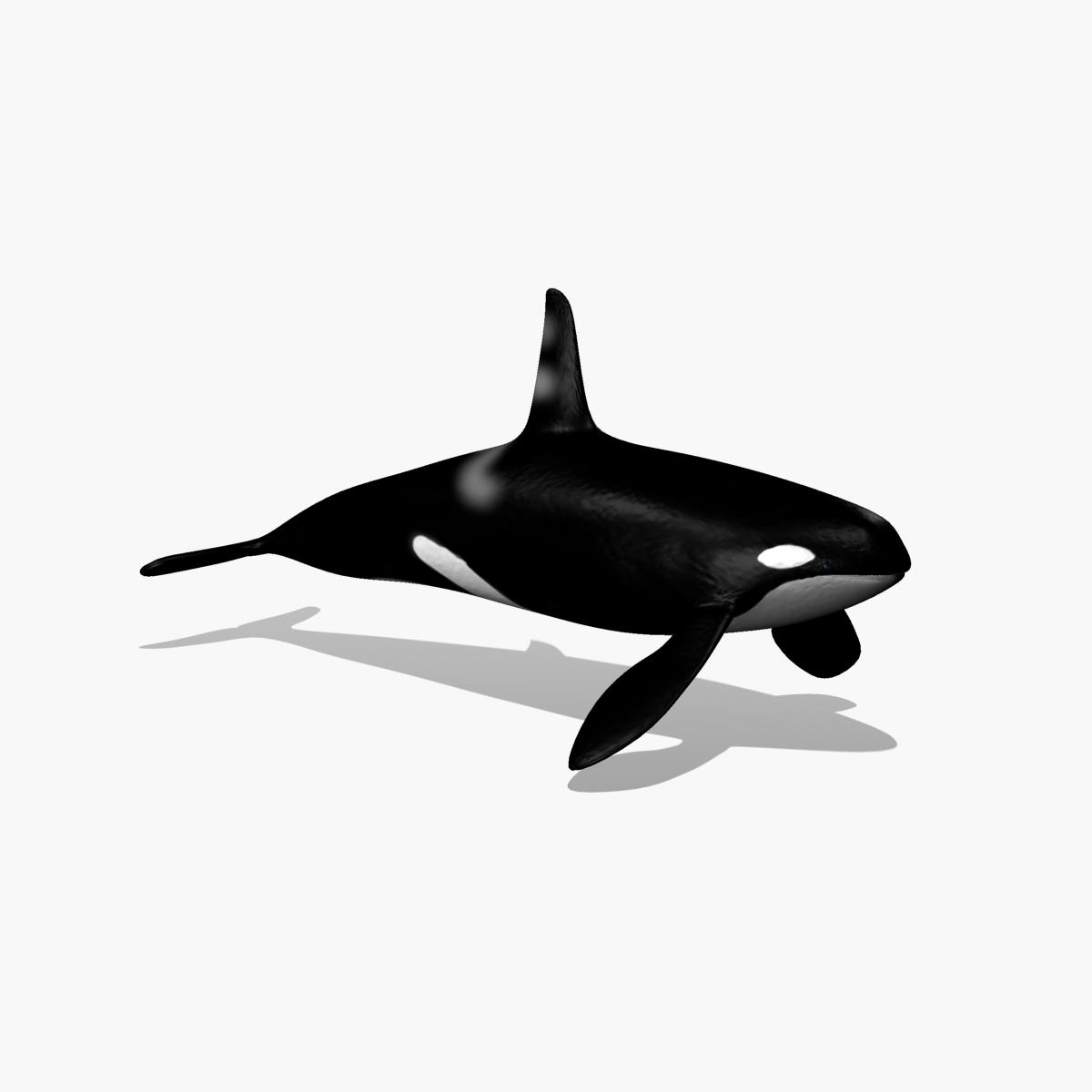 3d orca whale model