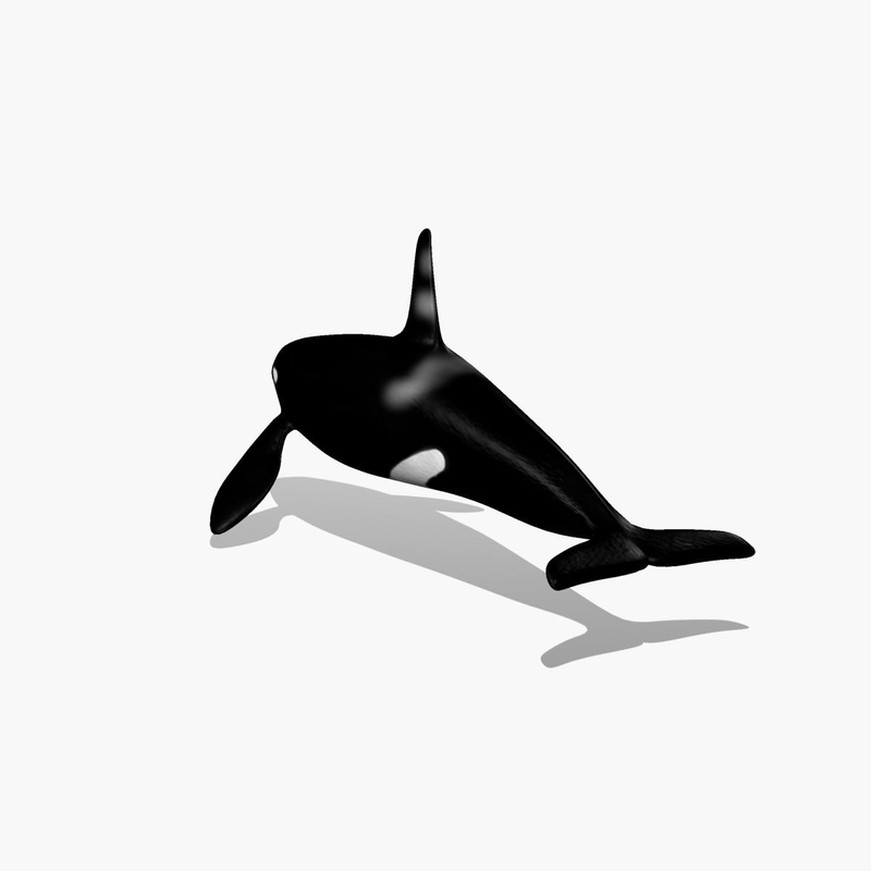 3d orca whale model
