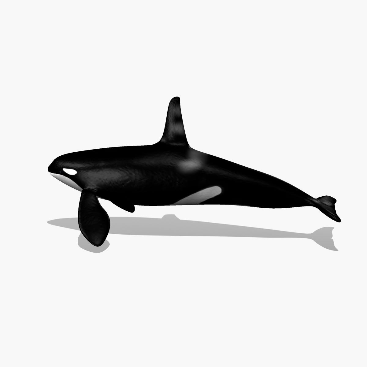 3d orca whale model