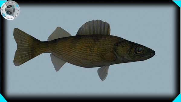 Walleye 3D Models for Download | TurboSquid