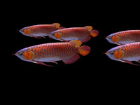 3dsmax hilsa fish