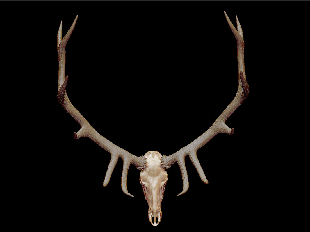 elk skull 3d obj