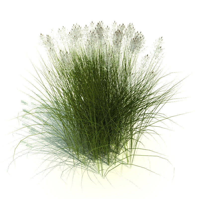 3d model panicum virgatum heavy metal
