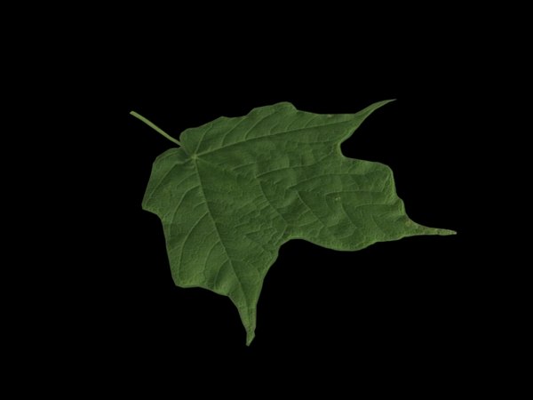 Free 3D Leaf Models | TurboSquid