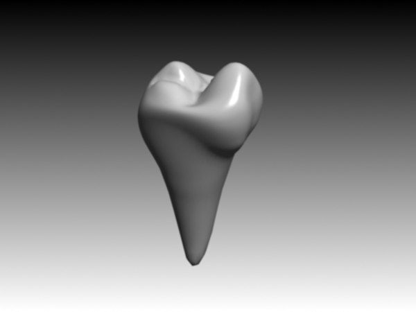 modelo 3d segundo premolar mandibular.3DS - TurboSquid 435736