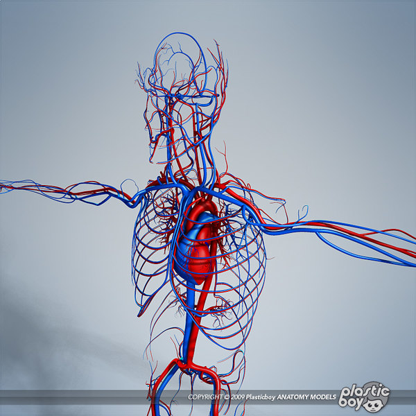 3d model circulatory human skeleton