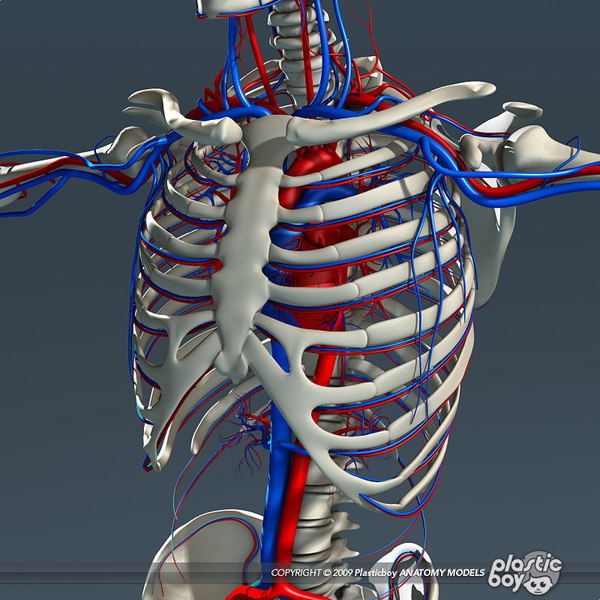 3d model circulatory human skeleton