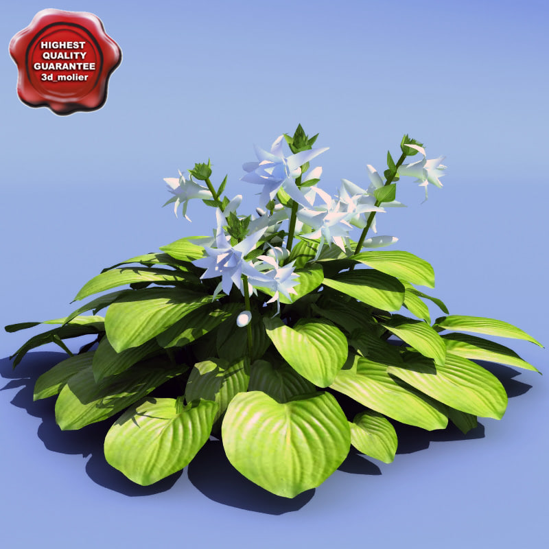 3d hosta plantaginea aphrodite