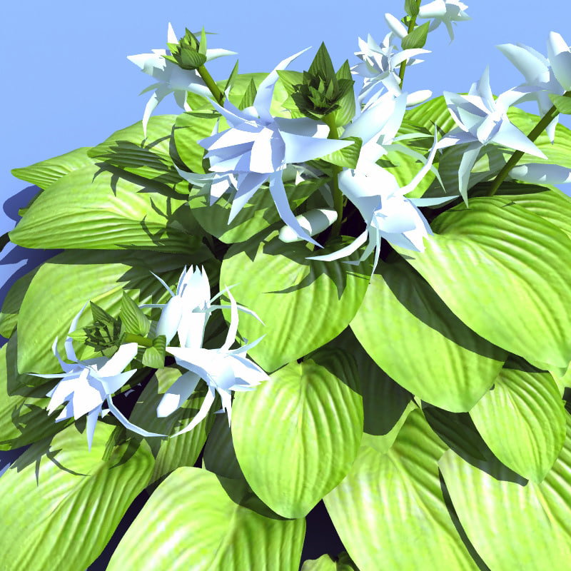 3d hosta plantaginea aphrodite