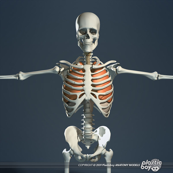 medically respiratory diaphragm skeleton 3d model