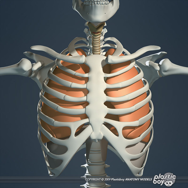 medically respiratory diaphragm skeleton 3d model
