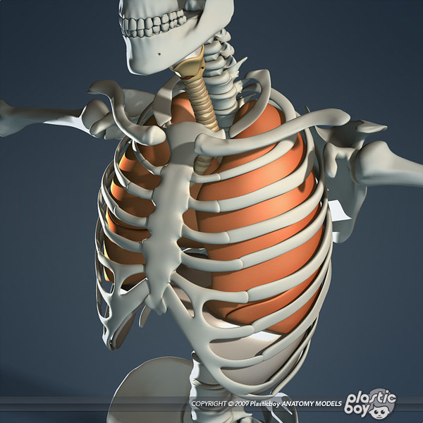 medically respiratory diaphragm skeleton 3d model