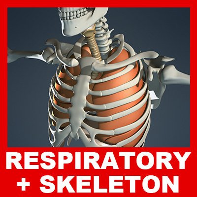 medically respiratory diaphragm skeleton 3d model