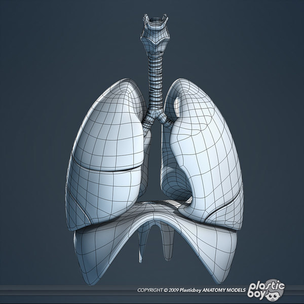 medically respiratory diaphragm skeleton 3d model