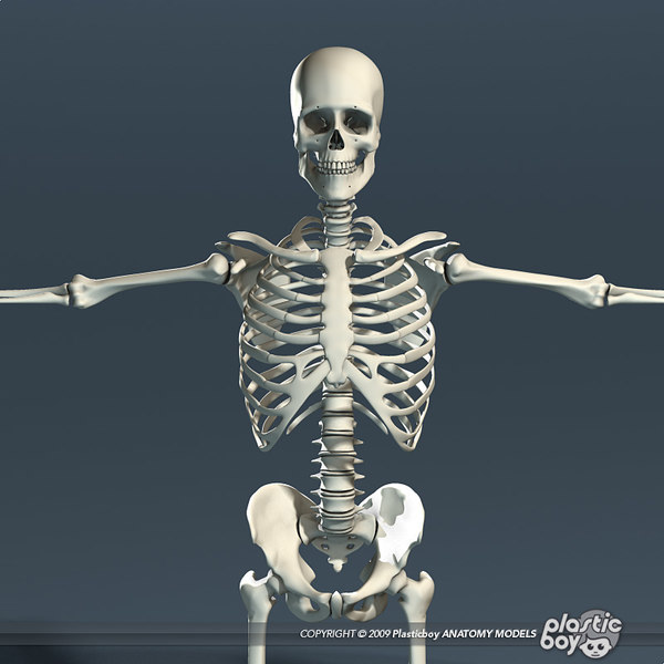 medically respiratory diaphragm skeleton 3d model