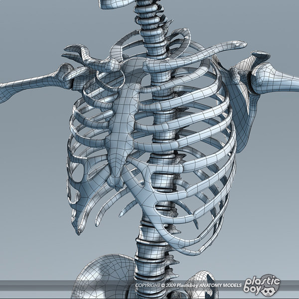 medically respiratory diaphragm skeleton 3d model