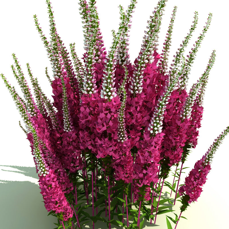 lightwave veronica spicata red fox