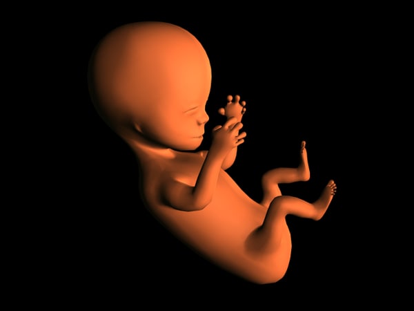 human embryo development 3d obj