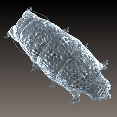 tardigrade bear 3d model