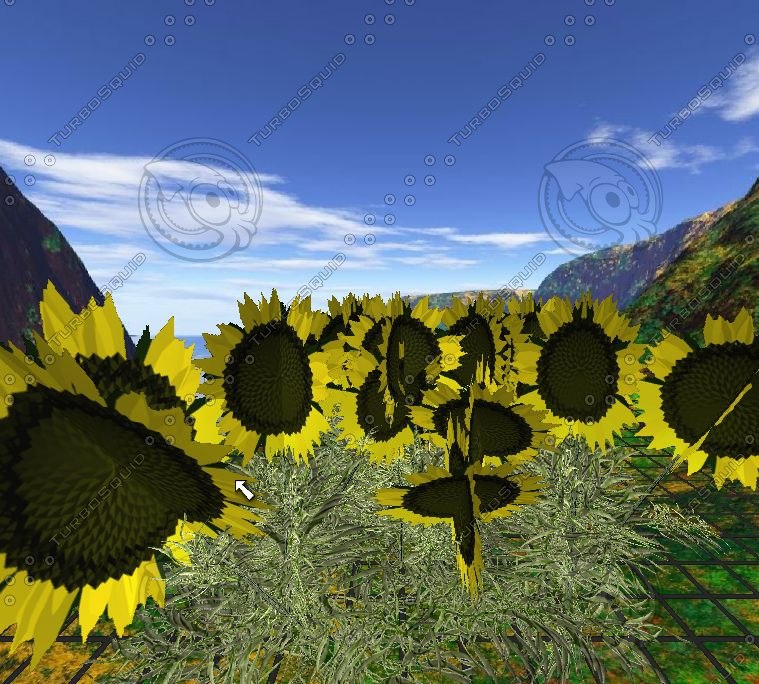 maya sunflowers games