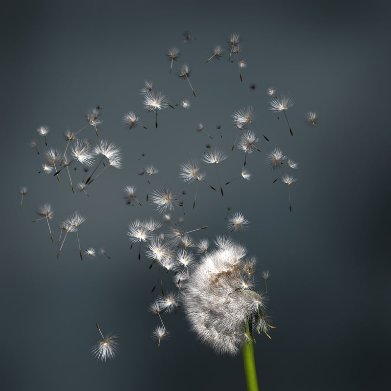 3ds max dandelion close animation