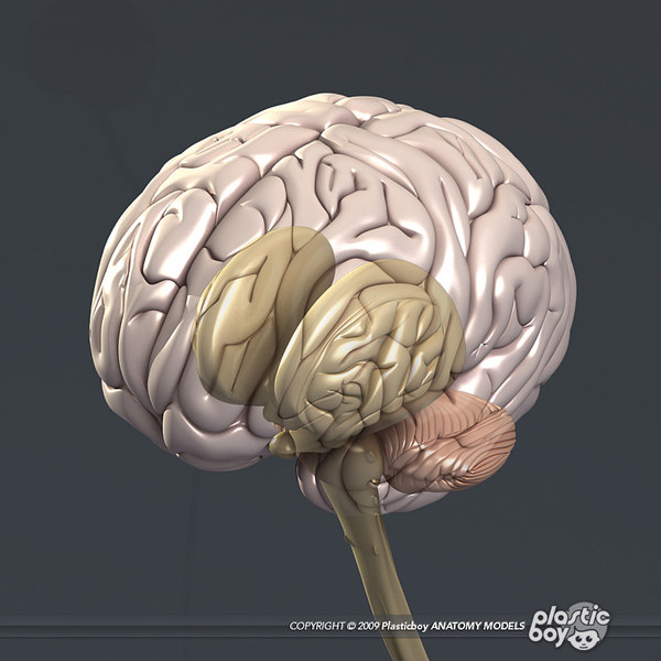 medically human brain 3d model