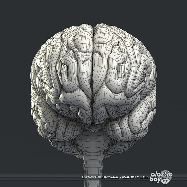 medically human brain 3d model