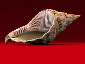 3d ark cockle seashell