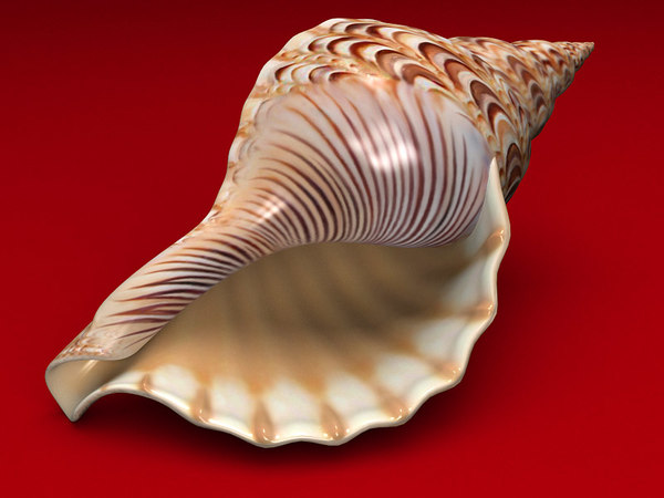 seashell charonia 3d model
