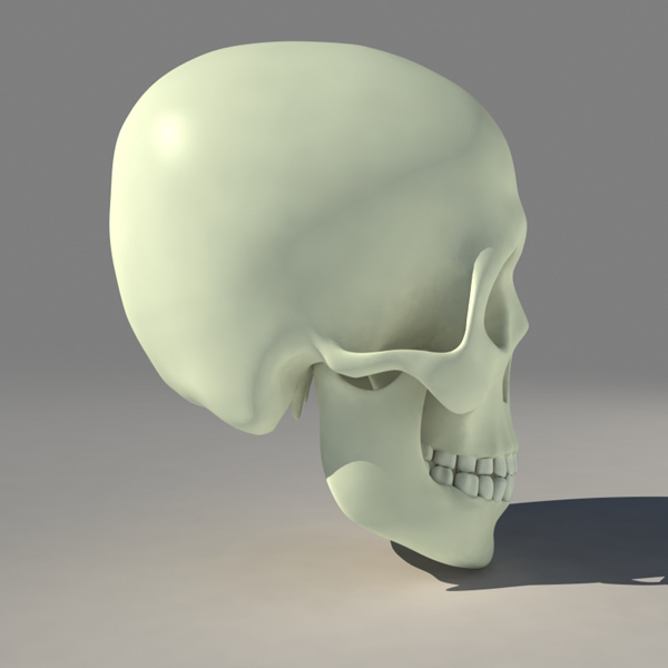 3d model human skull skeleton