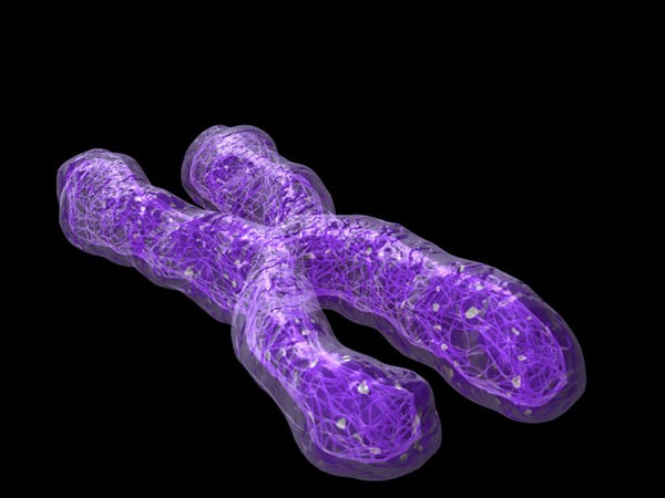 3d chromosome model