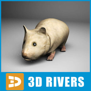 3D Hamster Models | TurboSquid