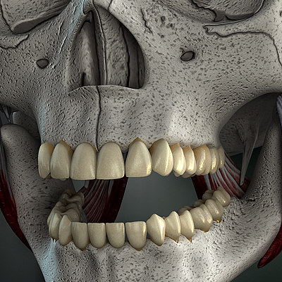 male anatomically skull jaw 3d model