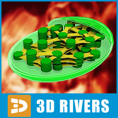 chloroplast vegetable cell 3d model