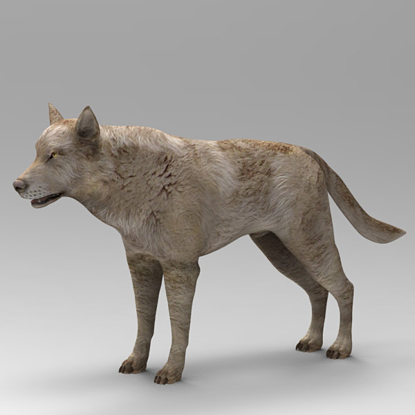 3D COYOTE Models | TurboSquid