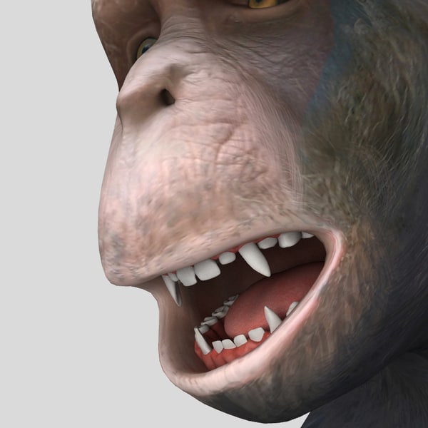 realistic chimpanzee animation teeth 3d model