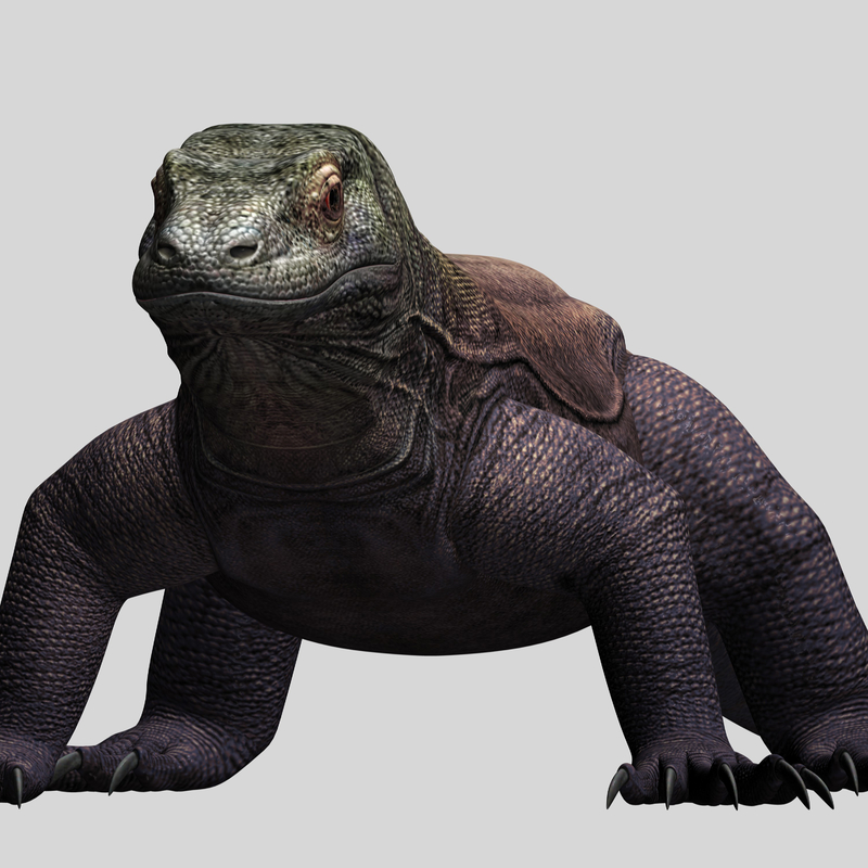 komodo dragon 3d model