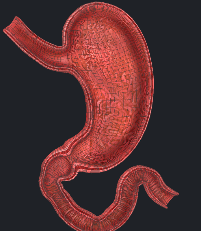 cross section stomach 3d model